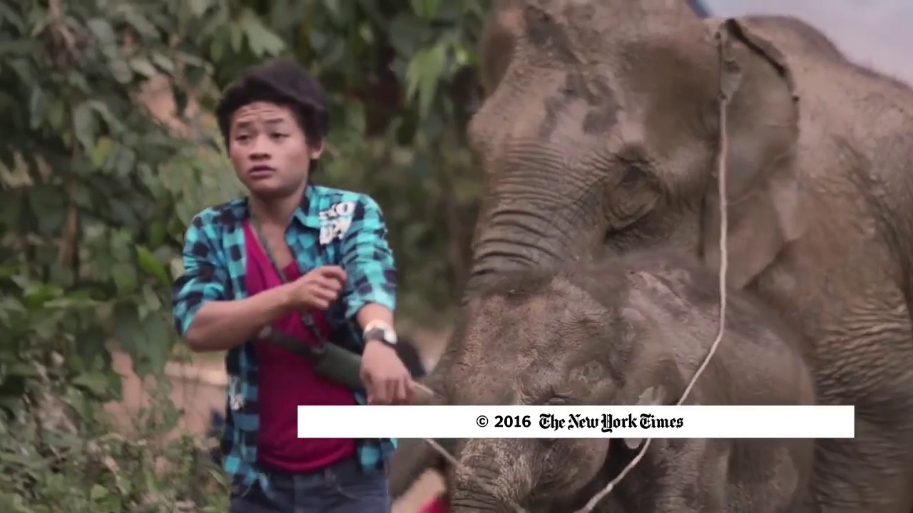 Myanmar's Timber Elephants - New York Times TEP - YouTube