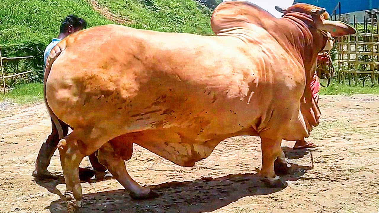 Heavyweight Sahiwal Bull from Bangladesh - YouTube