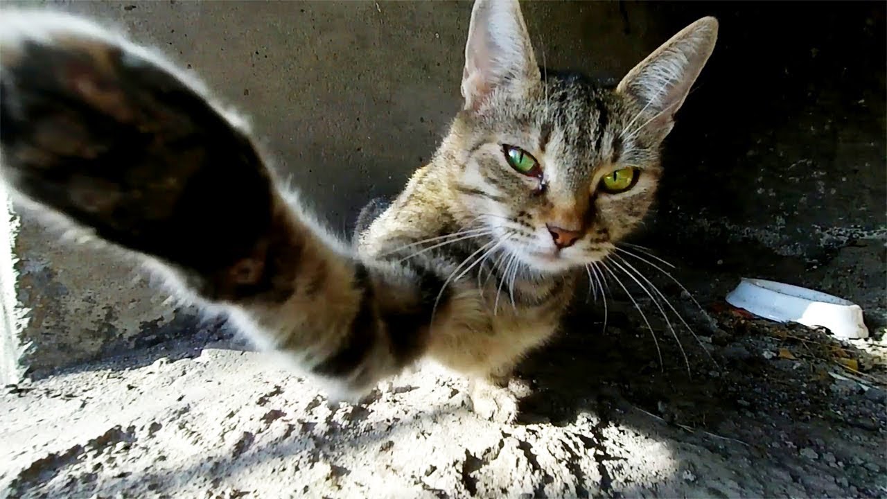 Stray Mother Cat Attacking My Camera - YouTube