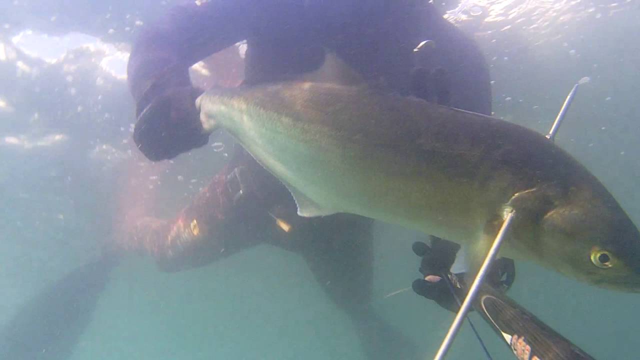 Pesca subacquea giugno 2016 - YouTube