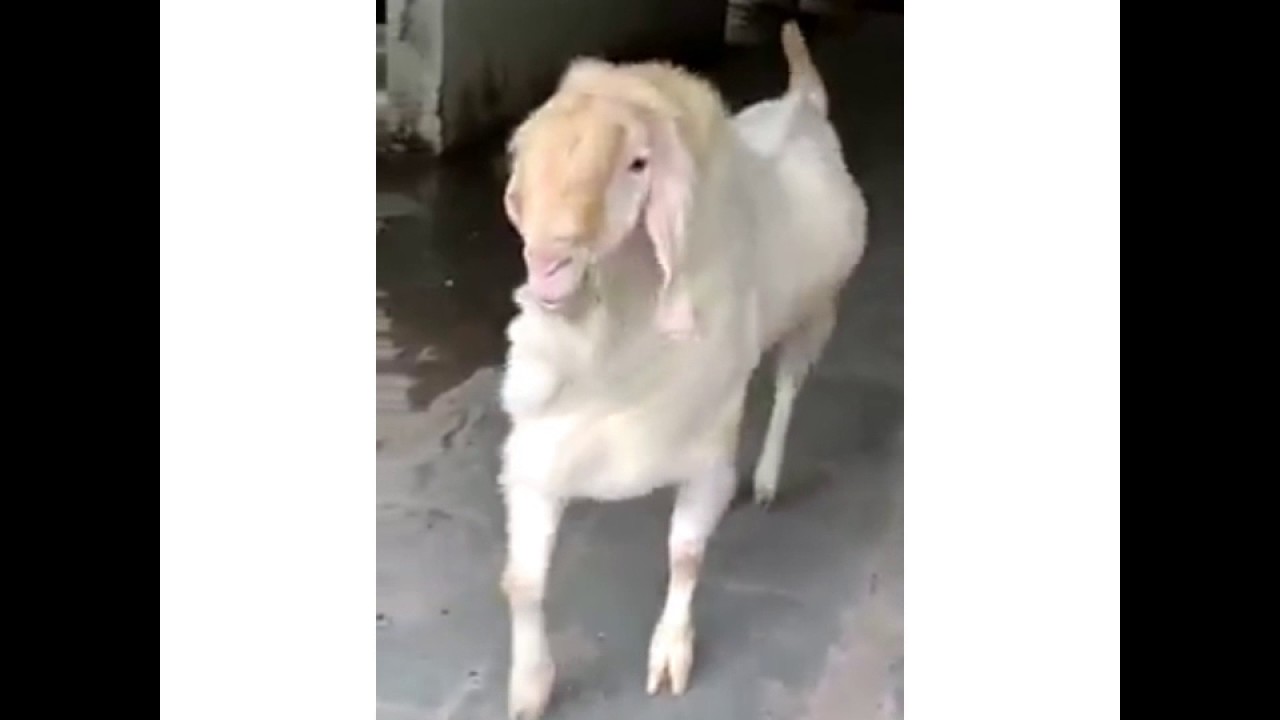 Agressive goat 2017 - YouTube