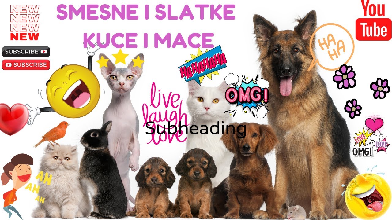 MACE I KUCE KOMPILACIJA ⭐⭐⭐⭐⭐ SMESNE ZIVOTINJE 😺🐕😺🐕 - YouTube