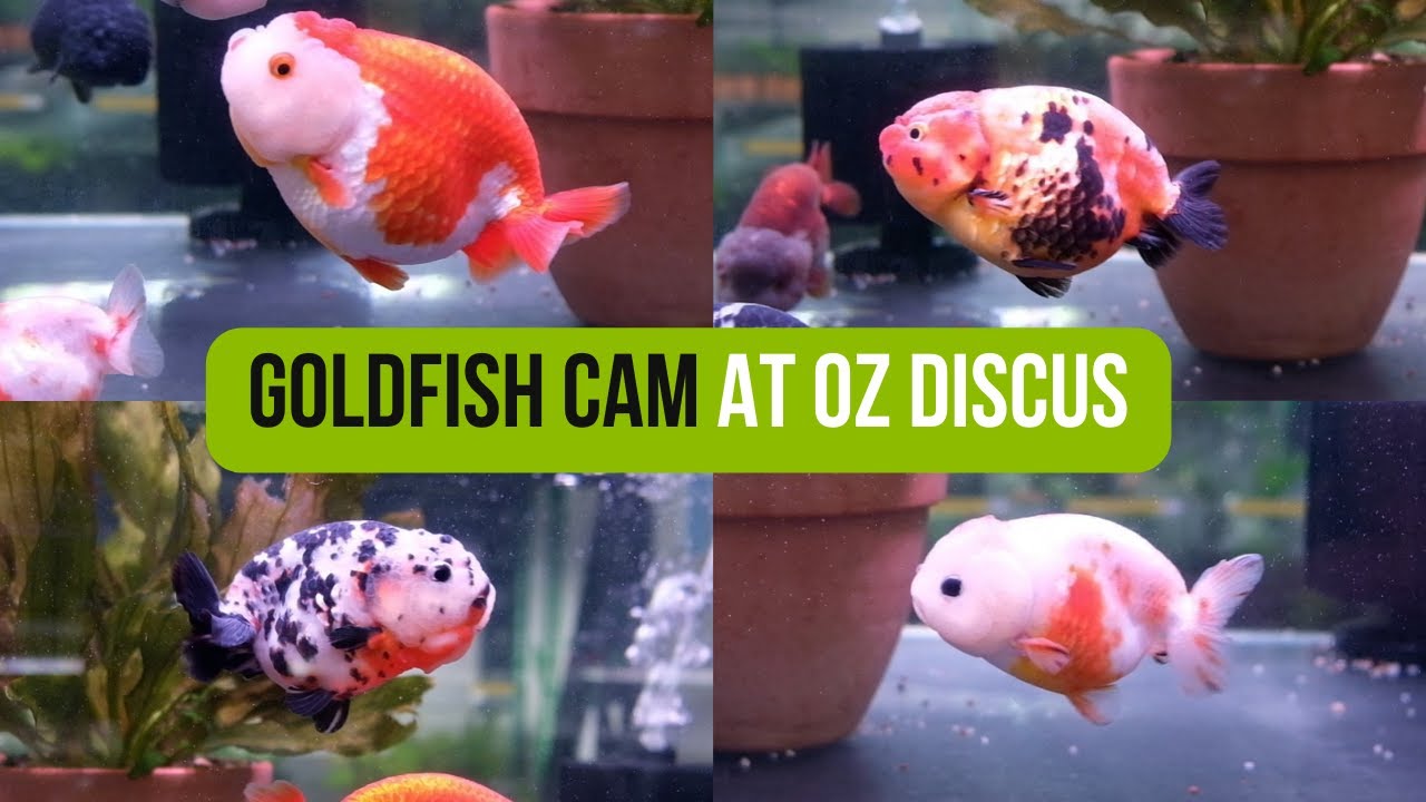 Playful Goldfish Cam @ OZ Discus | Cute Ranchu - YouTube