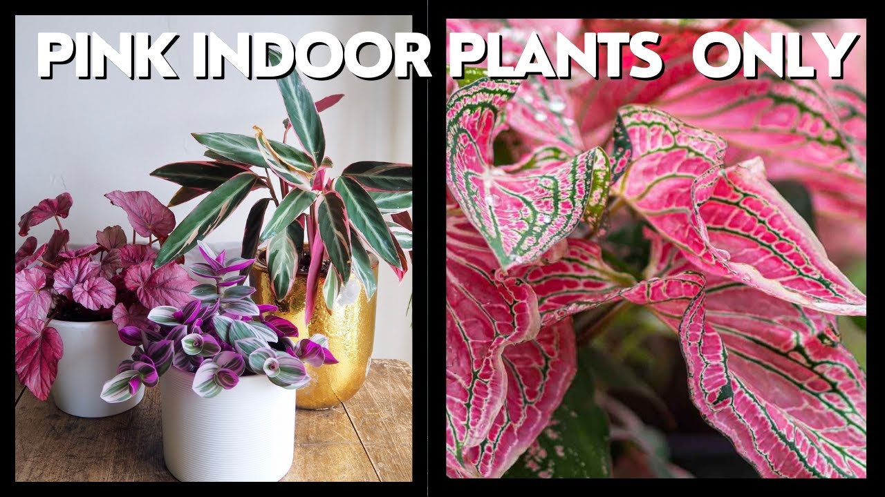 10 Pink Indoor Plants that LIGHTUP your Home! - YouTube