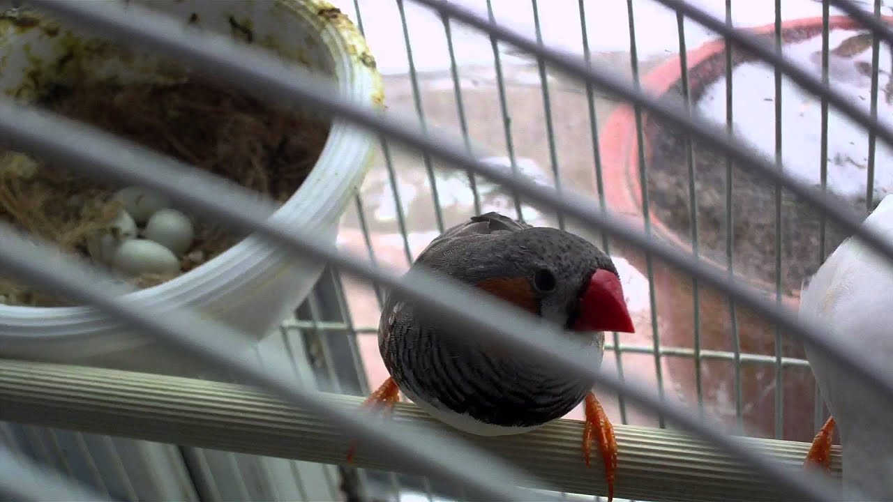 Zebre Australiene 2013 HD - YouTube