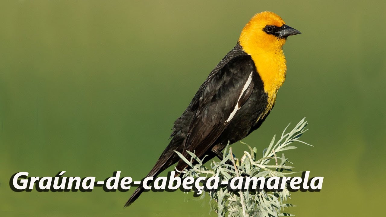 GRAÚNA-DE-CABEÇA-AMARELA - YouTube