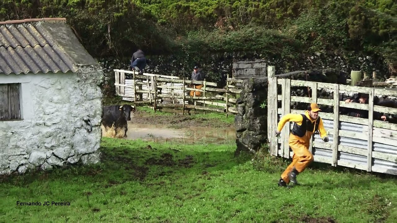 JAF - Teimosas e Perigosas (Stubborn & Dangerous The Coal Peak Cows ...