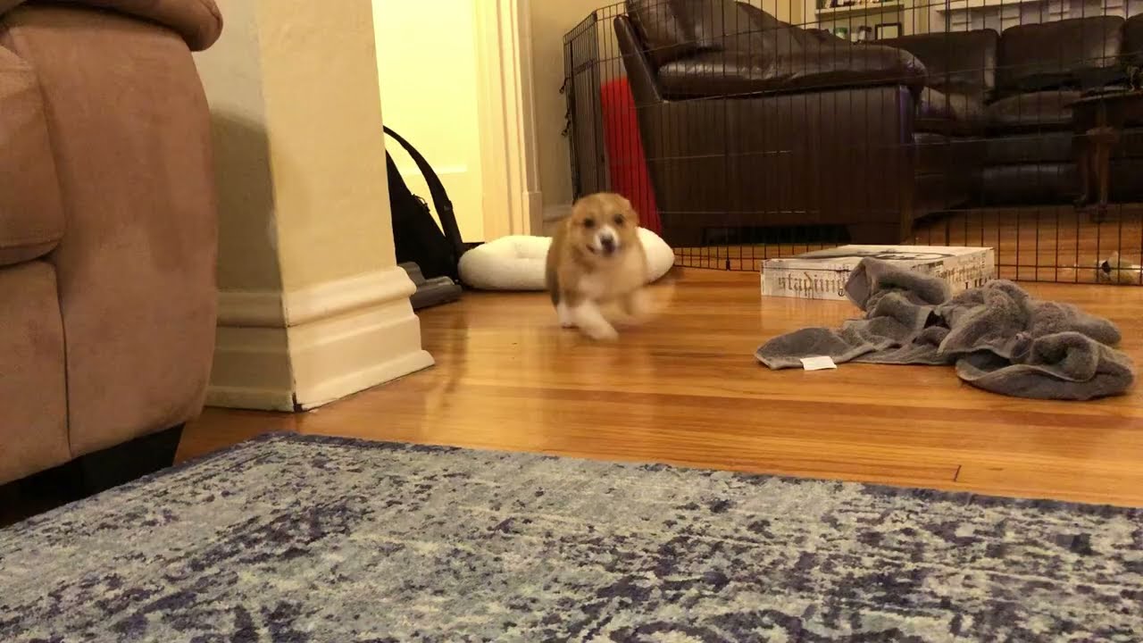 Corgi Attack - YouTube