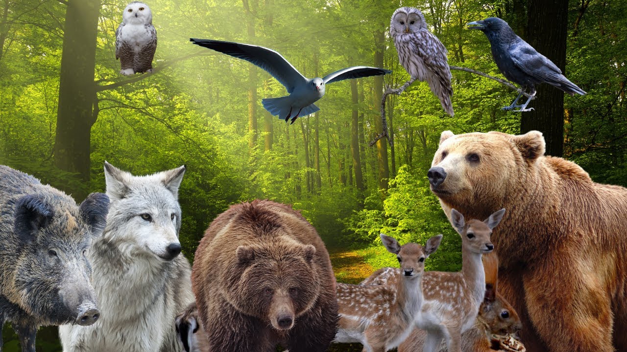 Forest animals - bear, wolf, owl, deer - Animal sounds - YouTube