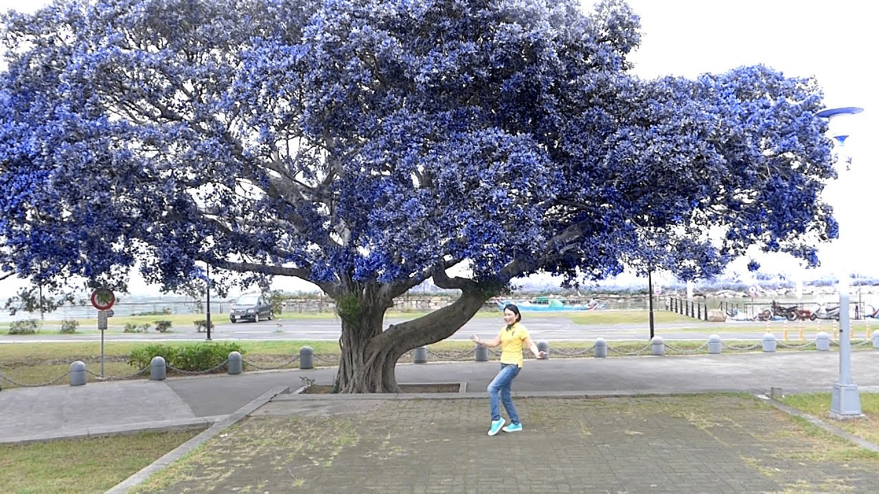 Big Blue Tree - Line Dance - YouTube