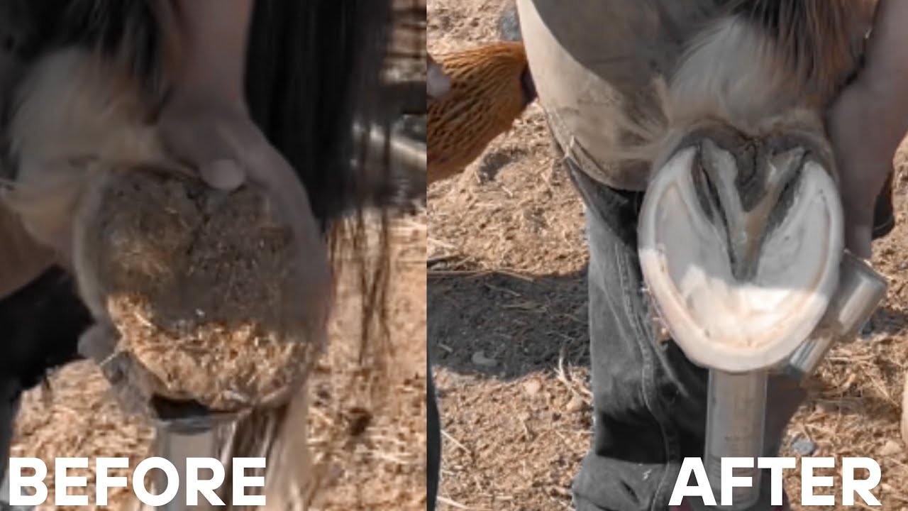 Horse Hoof Trimmer .Satisfying Shoe removal and trimming Asmr - Hoof ...