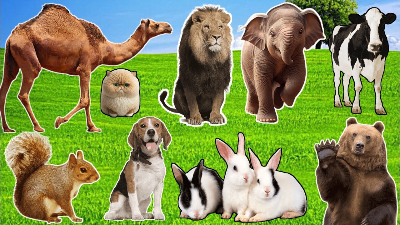 Funny Animals Video Camel Cat Lion Elephant Cow Squirrel Dog Rabbit ...