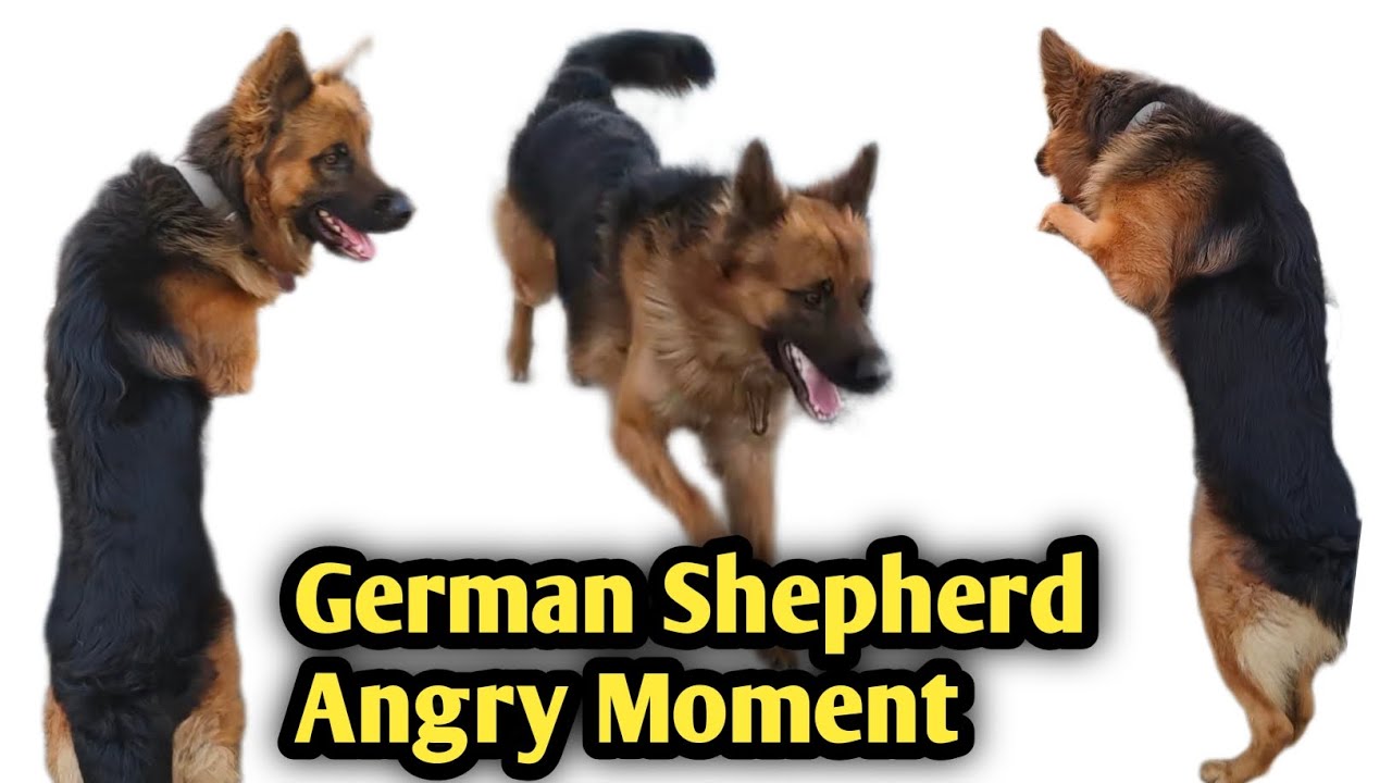 화난 저먼 셰퍼드의 순간 😡 | Angry German Shepherd Moment - YouTube