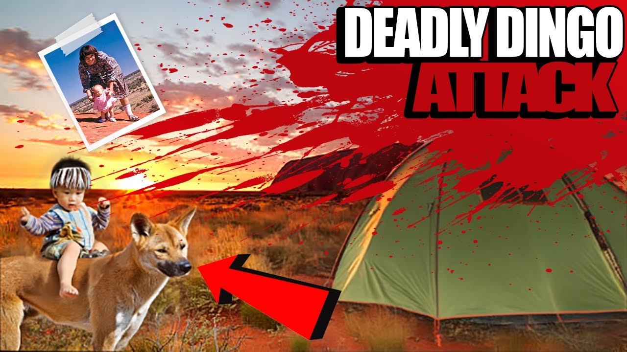 Real Dingo Attack (Australia's Most Dangerous Animal) - YouTube