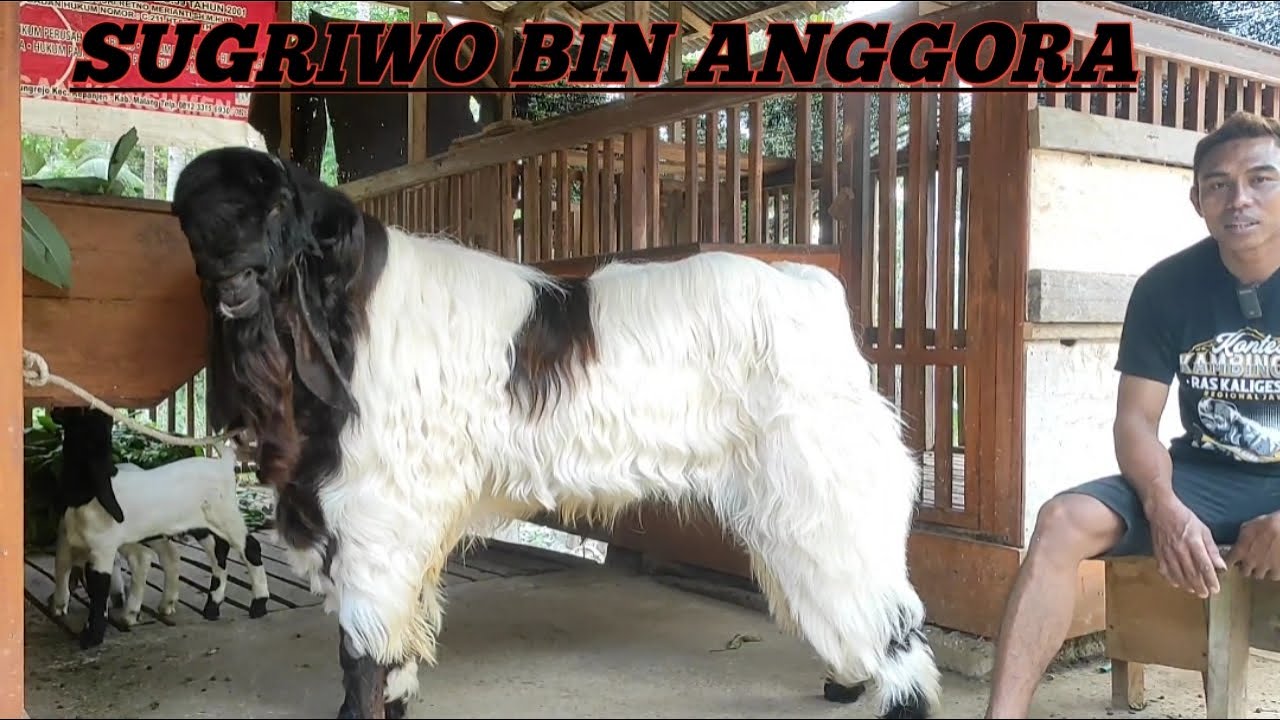 SUGRIWO BIN ANGGORA, kambing yang dulu harga 6 juta dikatakan kemahalan ...