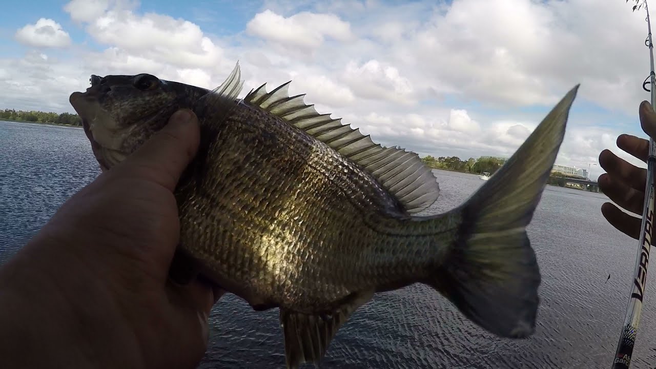 30 Minute Bream Flick: Tips for Land based Bream on Lures - YouTube