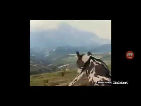 Kareteci inek bir daha benim bahçeme girme