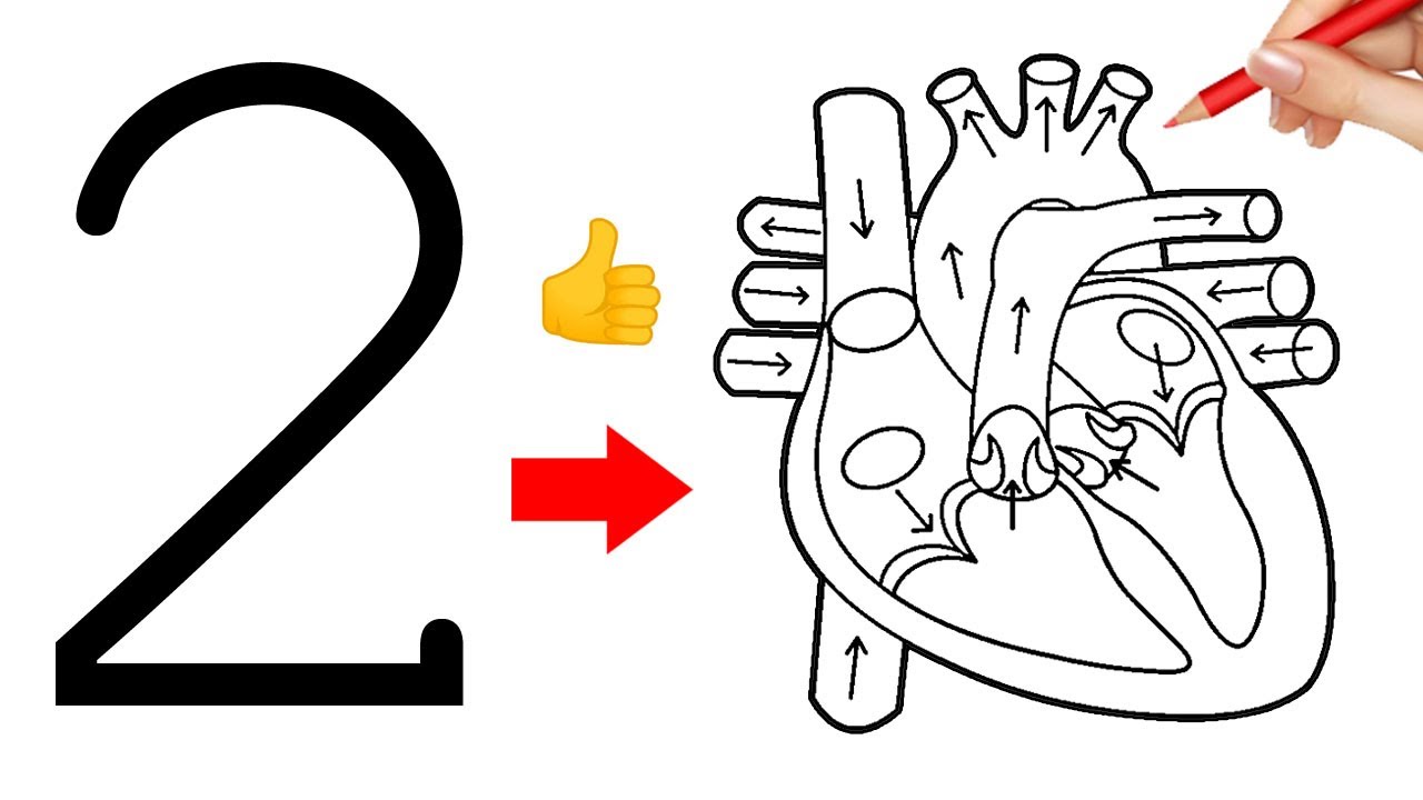 2 into human heart diagram easy steps class 10 - how to draw human ...