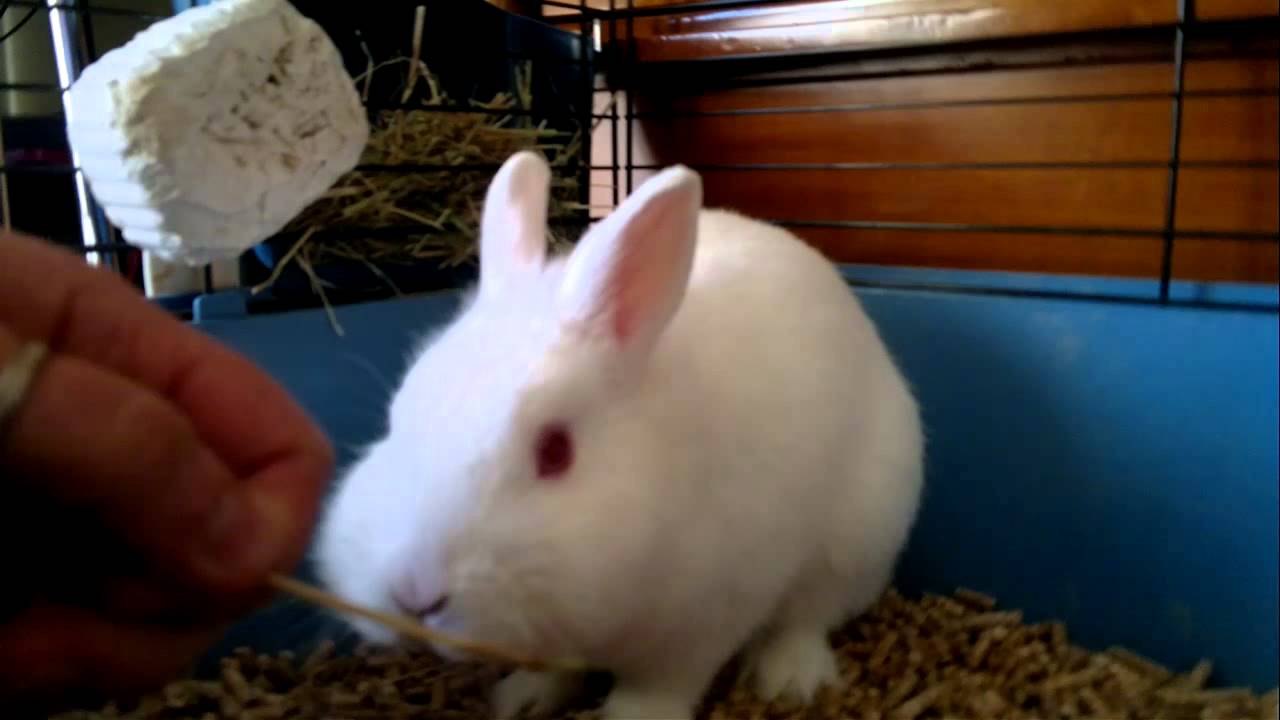 Rabbit ...COLIN !! - YouTube