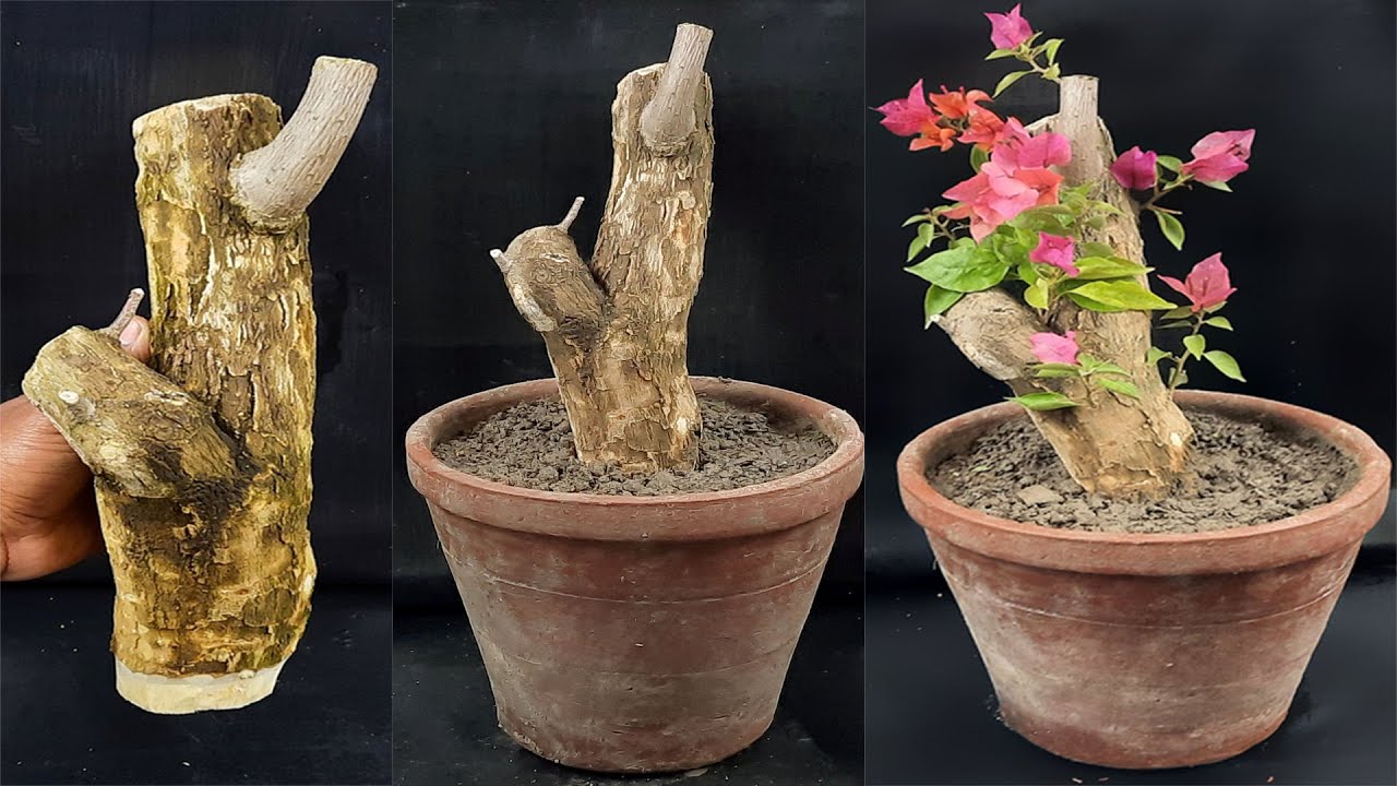 Bougainvillea Bonsai Stump