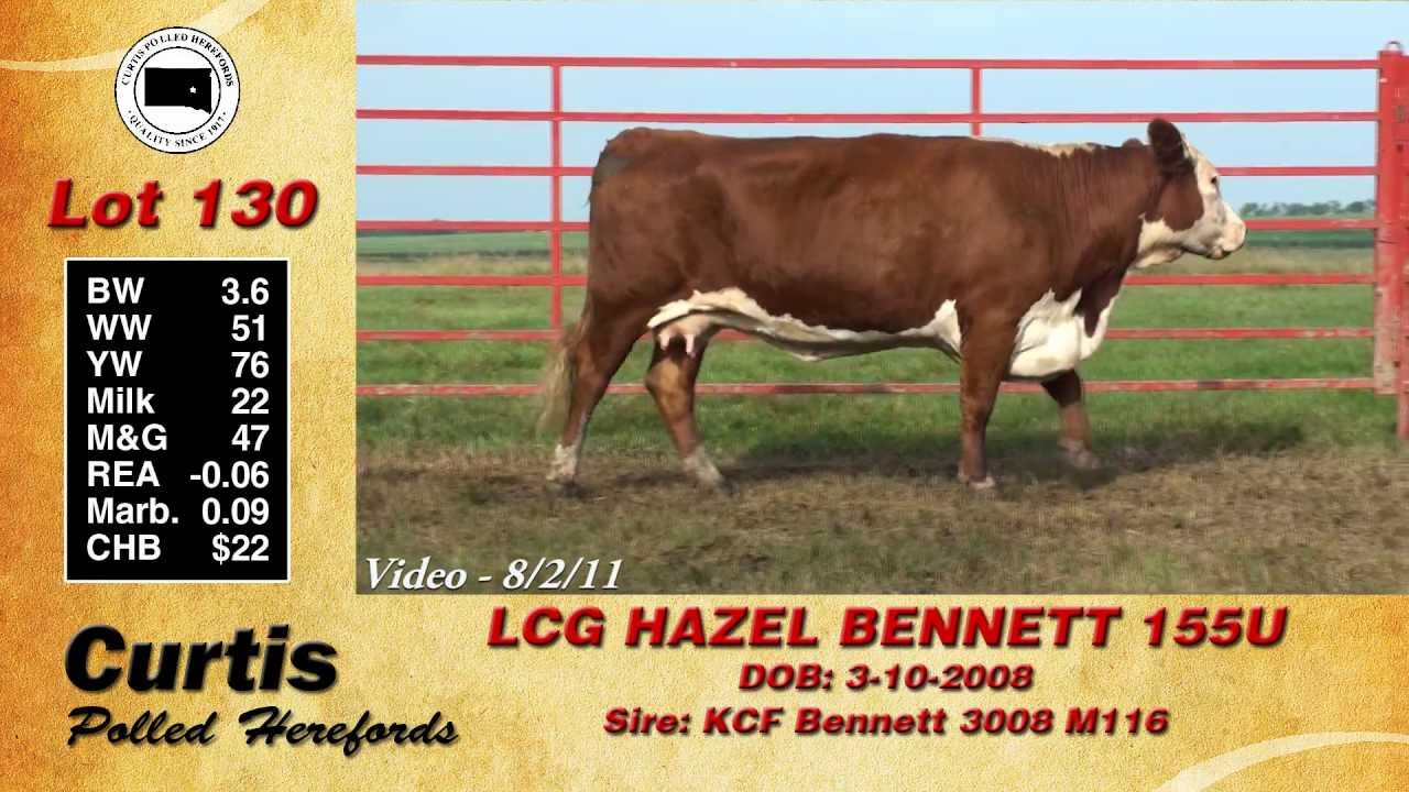 Lot 130: LCG HAZEL BENNETT 155U - YouTube
