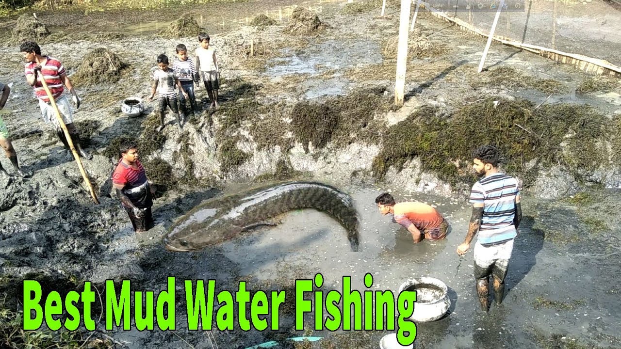 best mud water fishing | hand fishing catch snake head fish & catfish ...