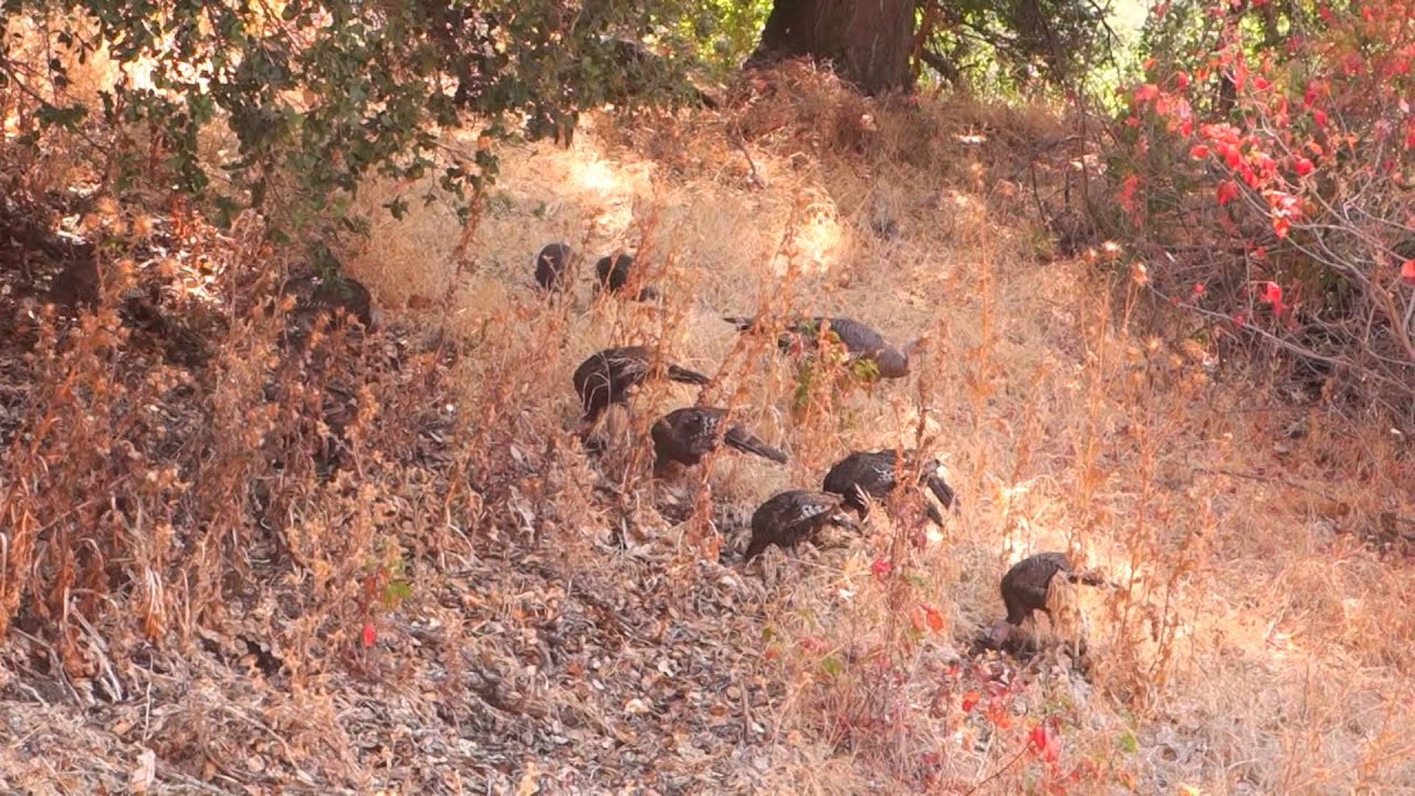 Wild Turkey foraging in Alum Rock Park - YouTube