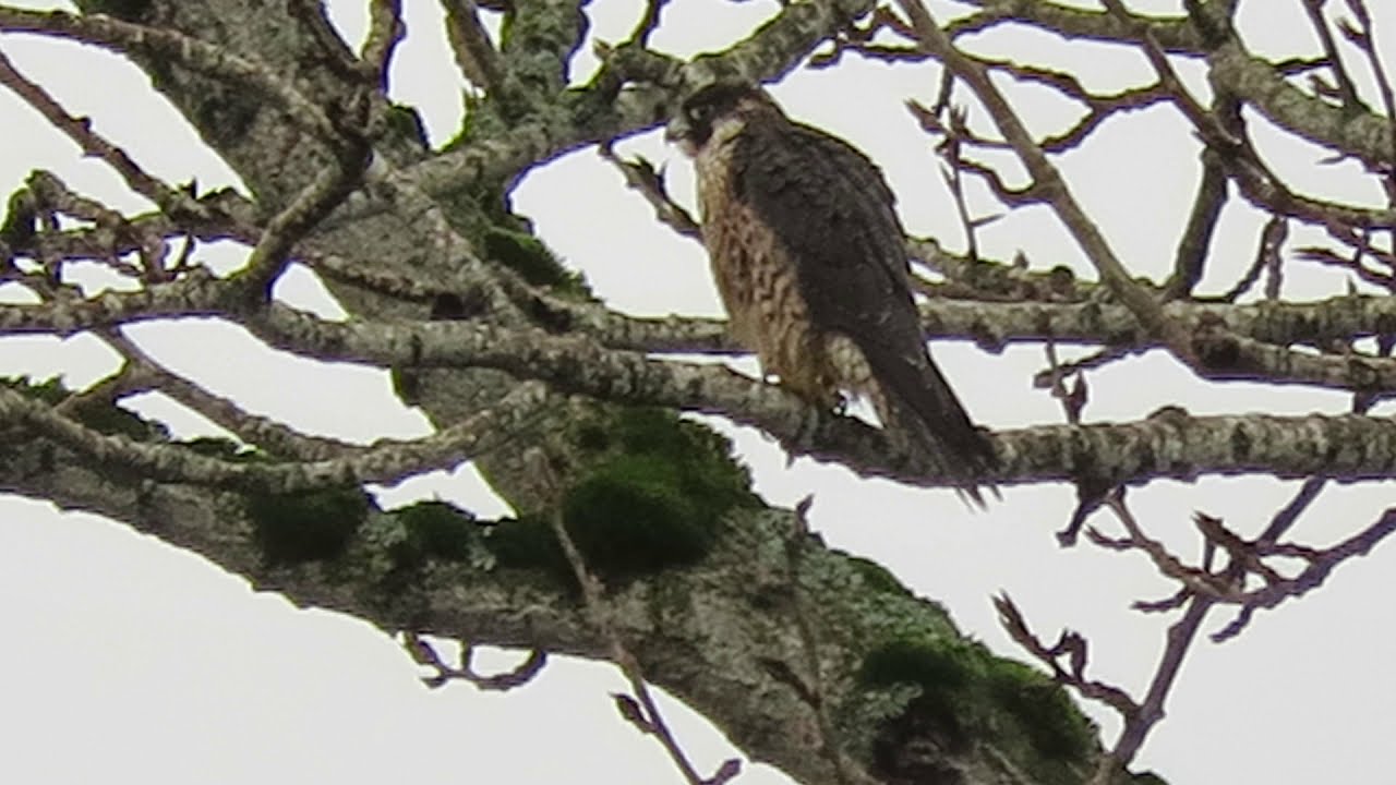 2021 Juv Tundra Peregrine Falcon, Kent Wa 6526-138 - YouTube