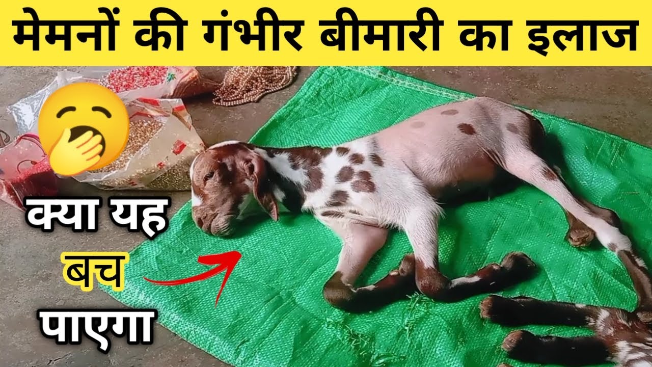 goat child neck abscess treatment Part-3 l मेमनों में गले के नीचे गांठ ...