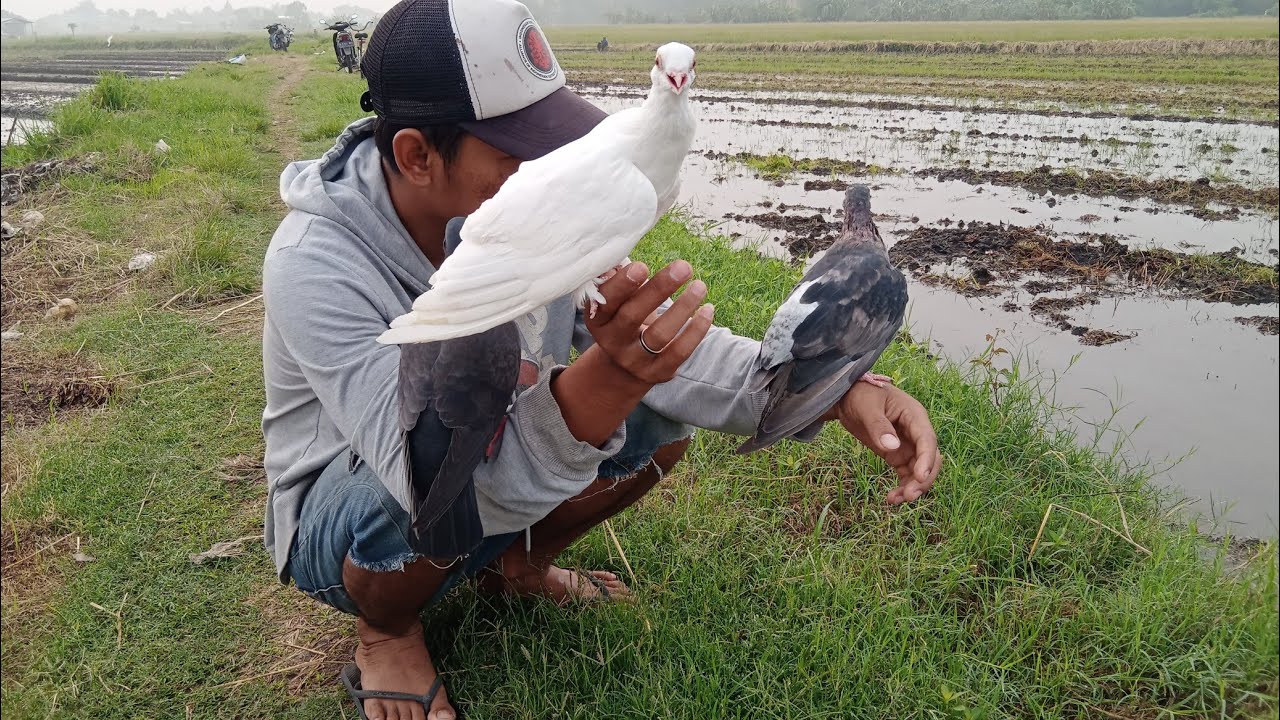 🔴 MANTAB ‼️ MERPATI EGYPTIAN SWIFT FLOCK MERPATI SPRINT FREE FLIGHT ...
