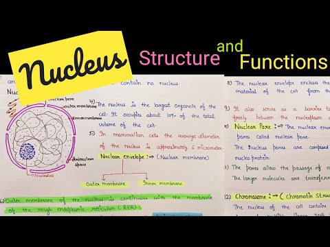 Structure and functions of nucleus || nucleus structure || cell organelle class 11 - YouTube