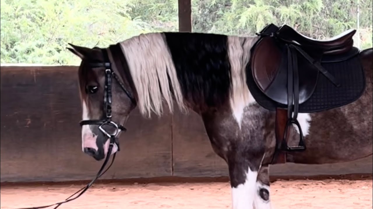 Kind, Quiet Qh/GypsyX - YouTube