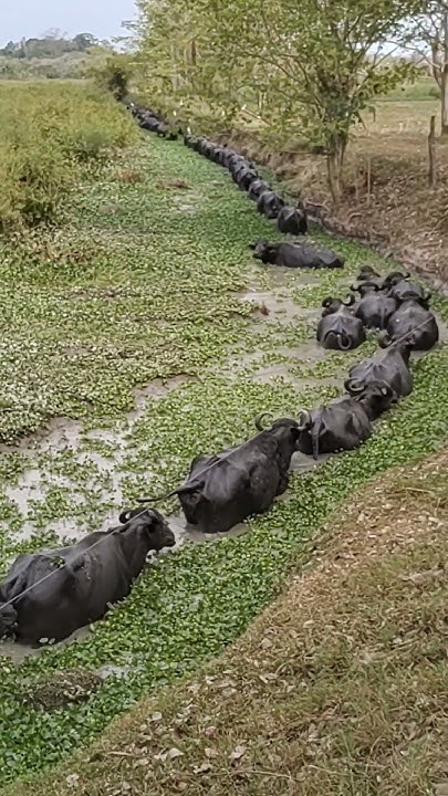 hermosa manada de bufalos. - YouTube