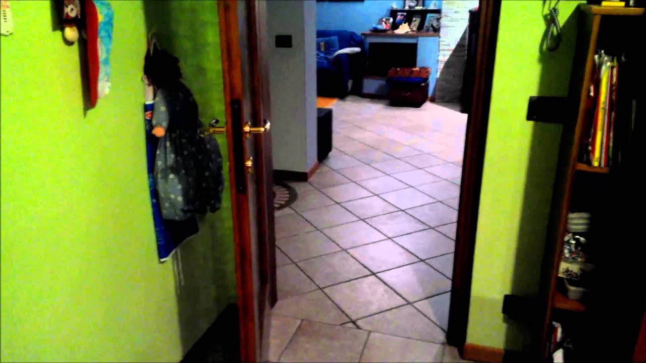 il mio gatto da riporto - YouTube
