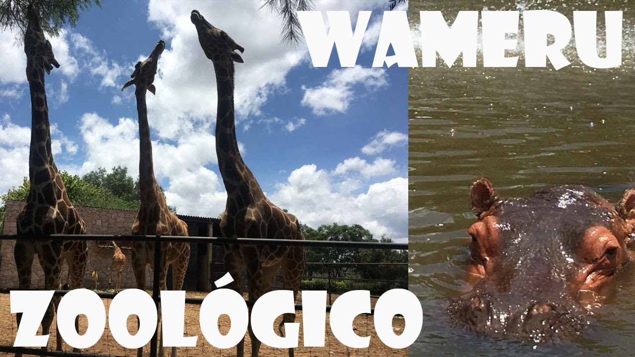 Zoológico Wamerú, Querétaro. - YouTube