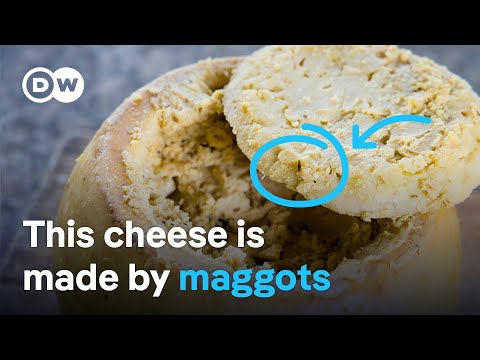 Why Casu Marzu is the world’s most dangerous cheese