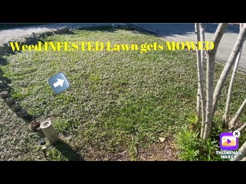 Weed INFESTED Lawn gets MOWED - YouTube