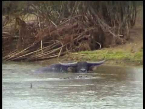 Crocodile 'Sizes Up' Buffalo for Dinner.......