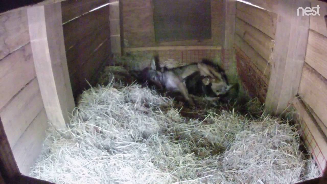 Tallahassee Museum Red Wolf Giving Birth to Last Pup - YouTube