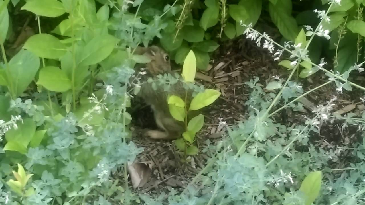 Bunny Rabbits @ LA Fitness in Springfield, Mass - Part 3 - YouTube