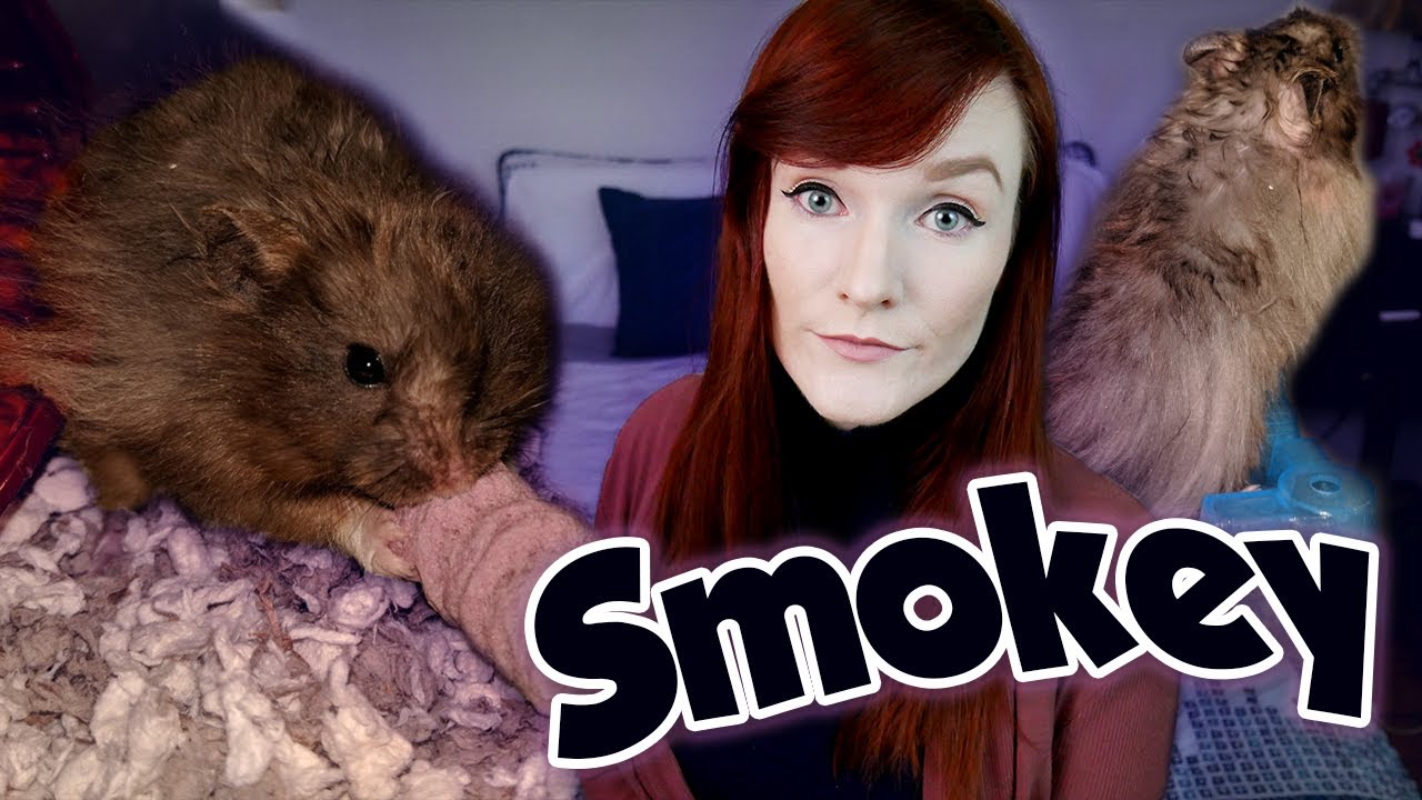 Meet Smokey | The Lost Rescue Files | Munchie's Place - YouTube