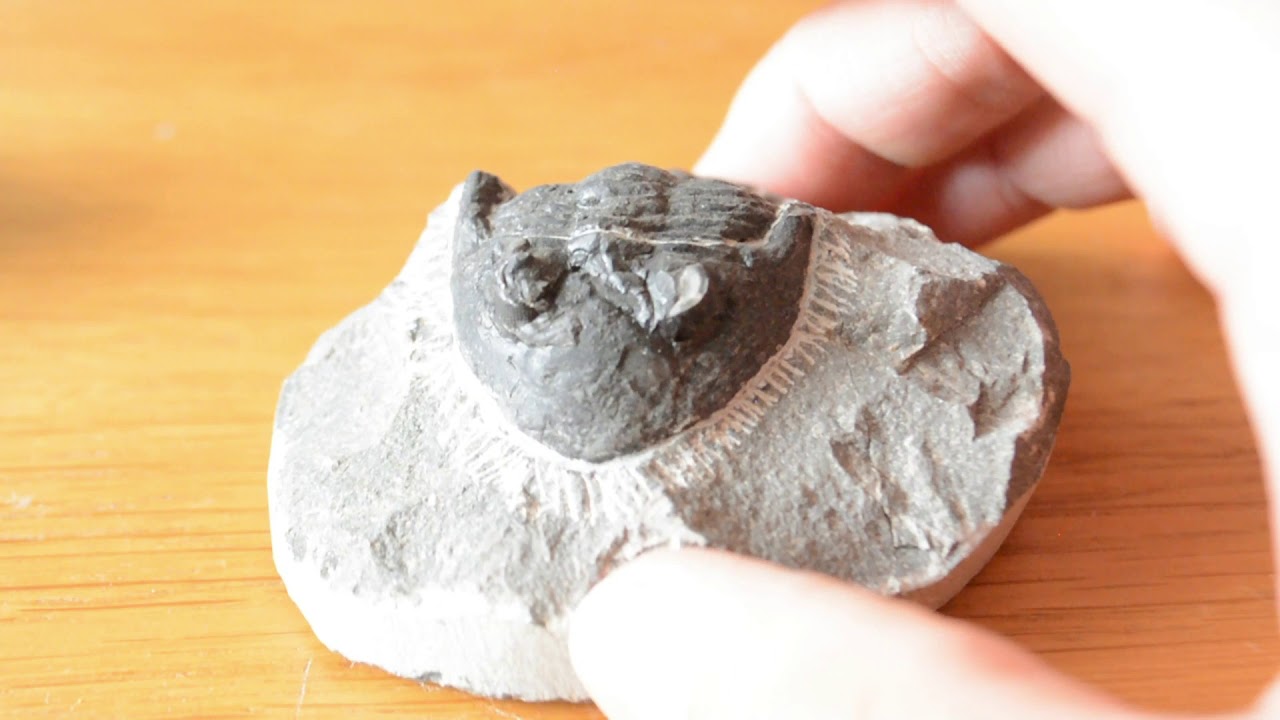 My Trilobite Collection - YouTube
