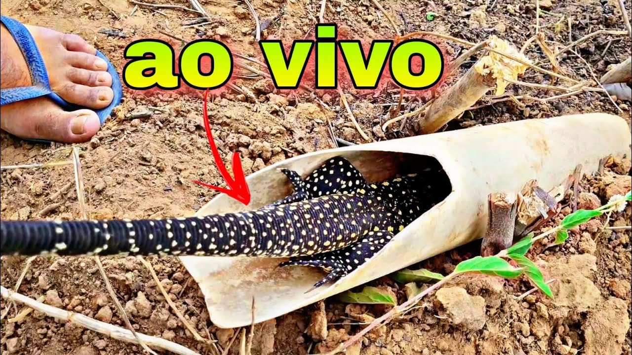 A Melhor Armadilhas para pegar teiú ou tejú lagarto -ao vivo - simples ...