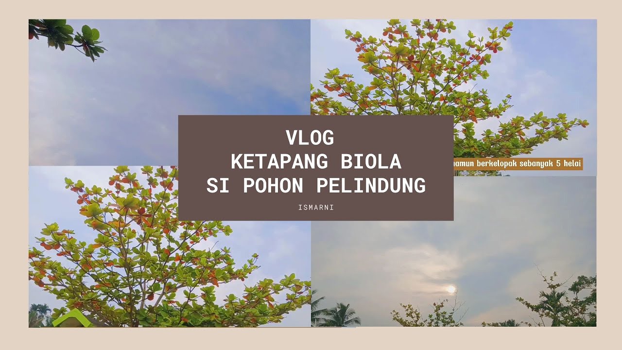 Vlog: Ketapang Biola Pohon Pelindung - YouTube