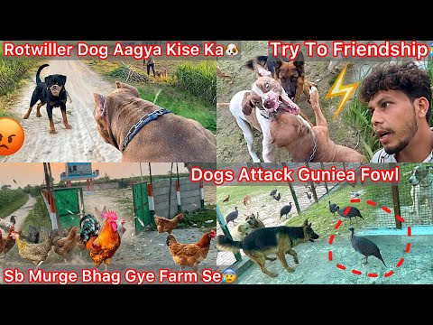 Rock K Samne Rotwiller Dog Aagya Kise Ka🐶Farm Ki Sare Murge Bhag Gye Farm Se Bhar😰Rock Vs Bella😡