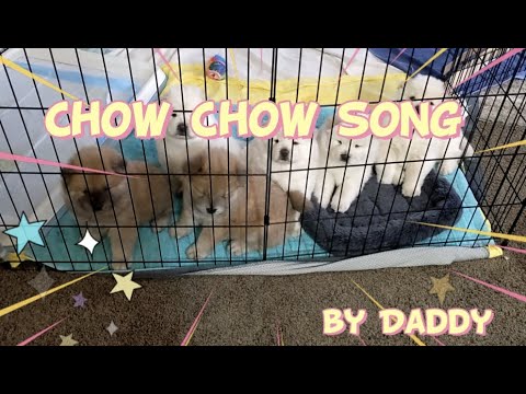 Chow chow Song by Daddy😄 - YouTube