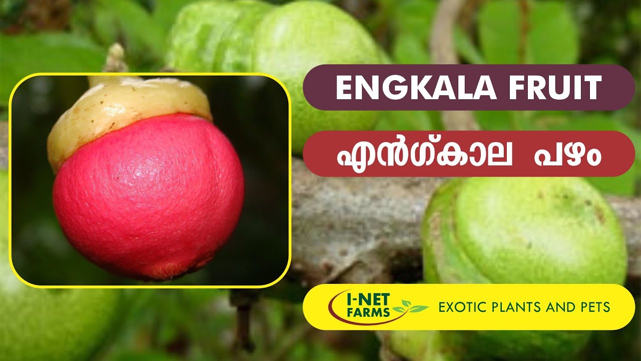 Engkala Fruit | എൻഗ്കാല പഴം | I-Net Exotic Farms - YouTube