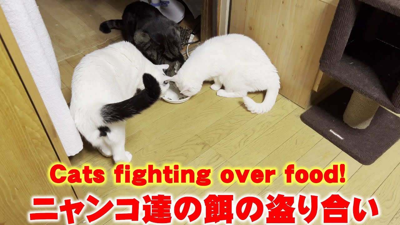 猫たちの餌の盗り合い！Cats fighting over food! - YouTube