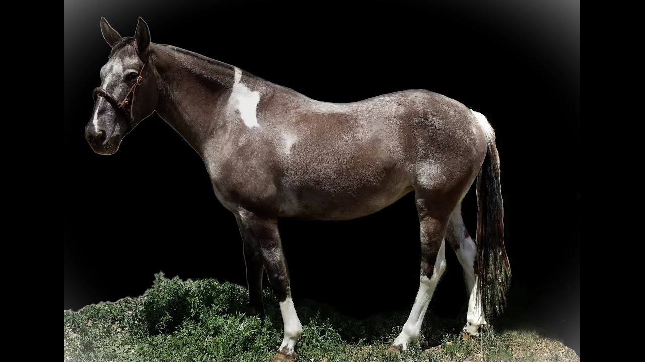 Grulla Mule