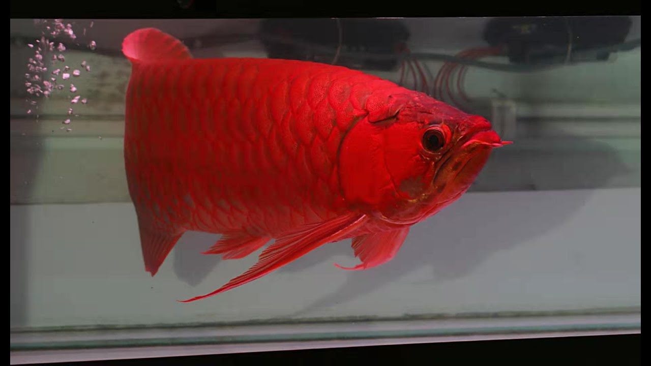 Top 8 Rare Super Red Arowana Fish from Young to Legend - YouTube